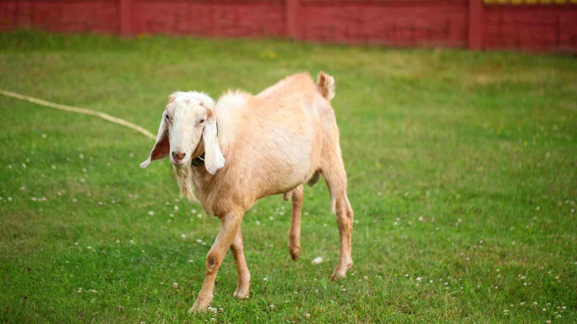 Turoe Pet Farm | Family Activities Galway | Claregalway Hotel